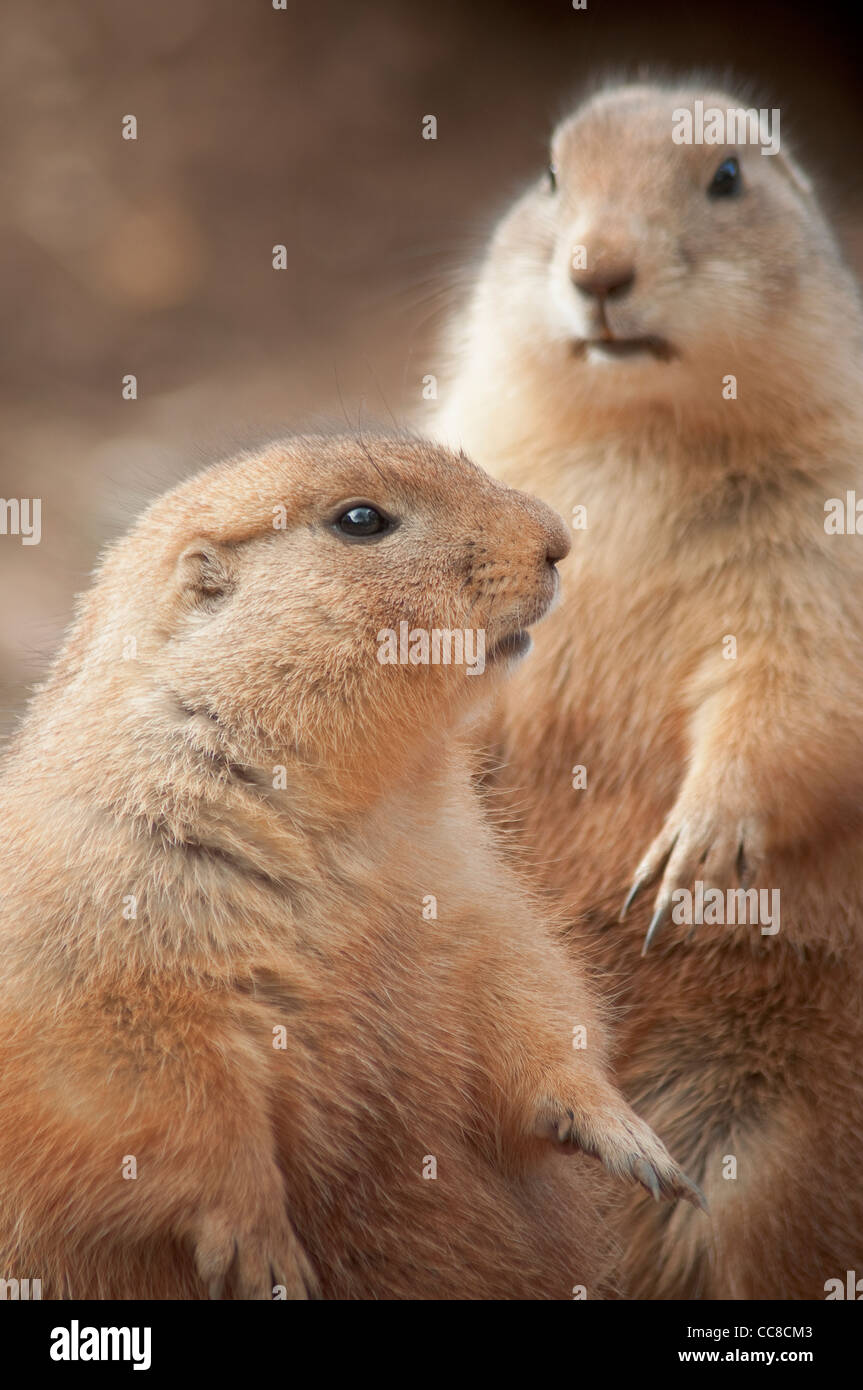 Sentry dogs hi-res stock photography and images - Alamy