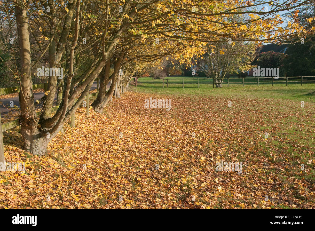Autumn countryside view in Hintlesham, Suffolk, England Stock Photo - Alamy