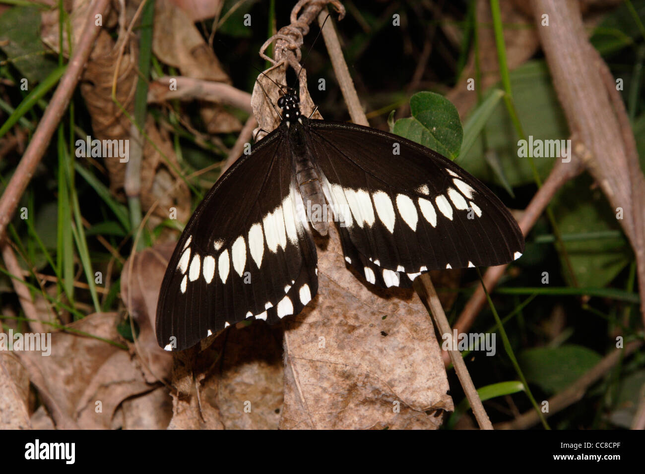 Common White-banded Swallowtail butterfly (Papilio cyproeofila ...