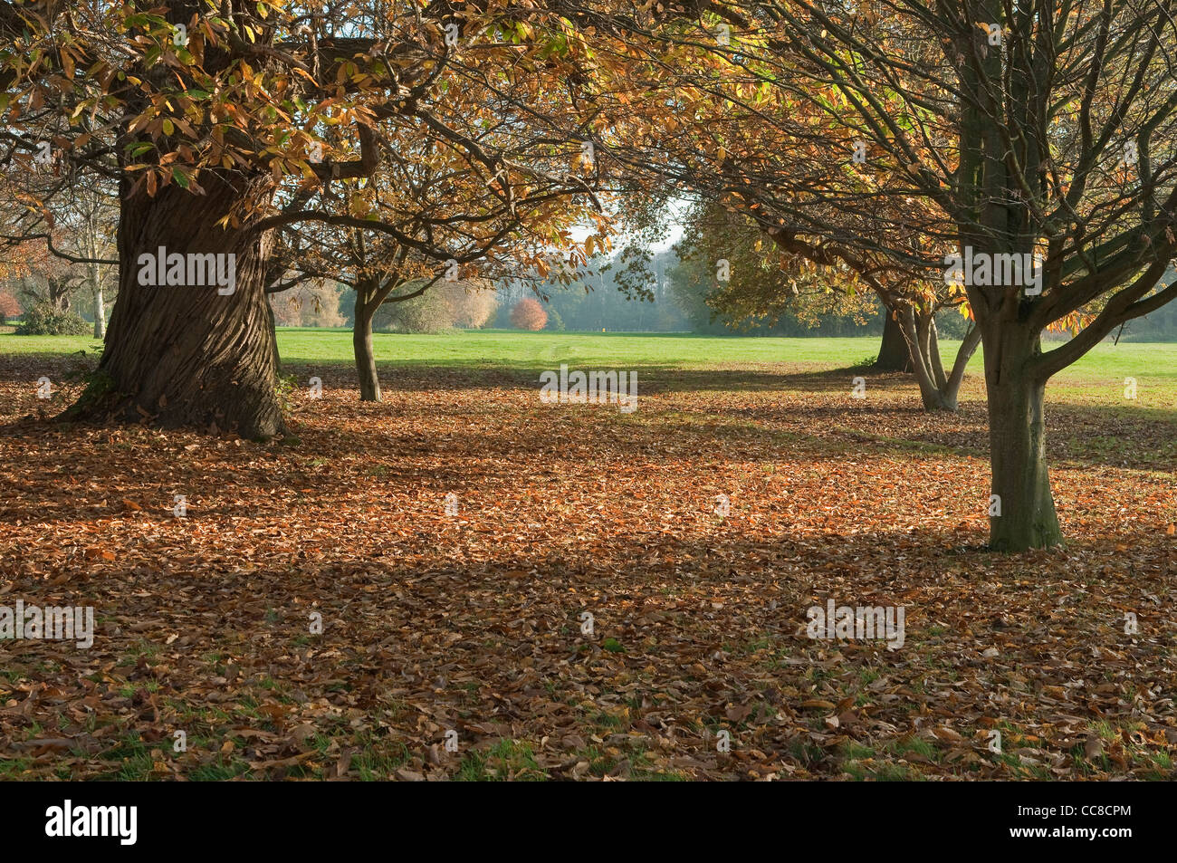 Autumn in English park, Suffolk, UK Stock Photo - Alamy