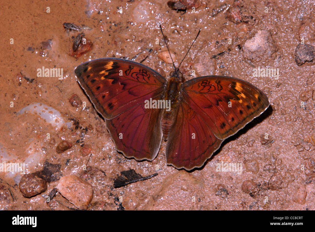 Bebearia hi-res stock photography and images - Alamy