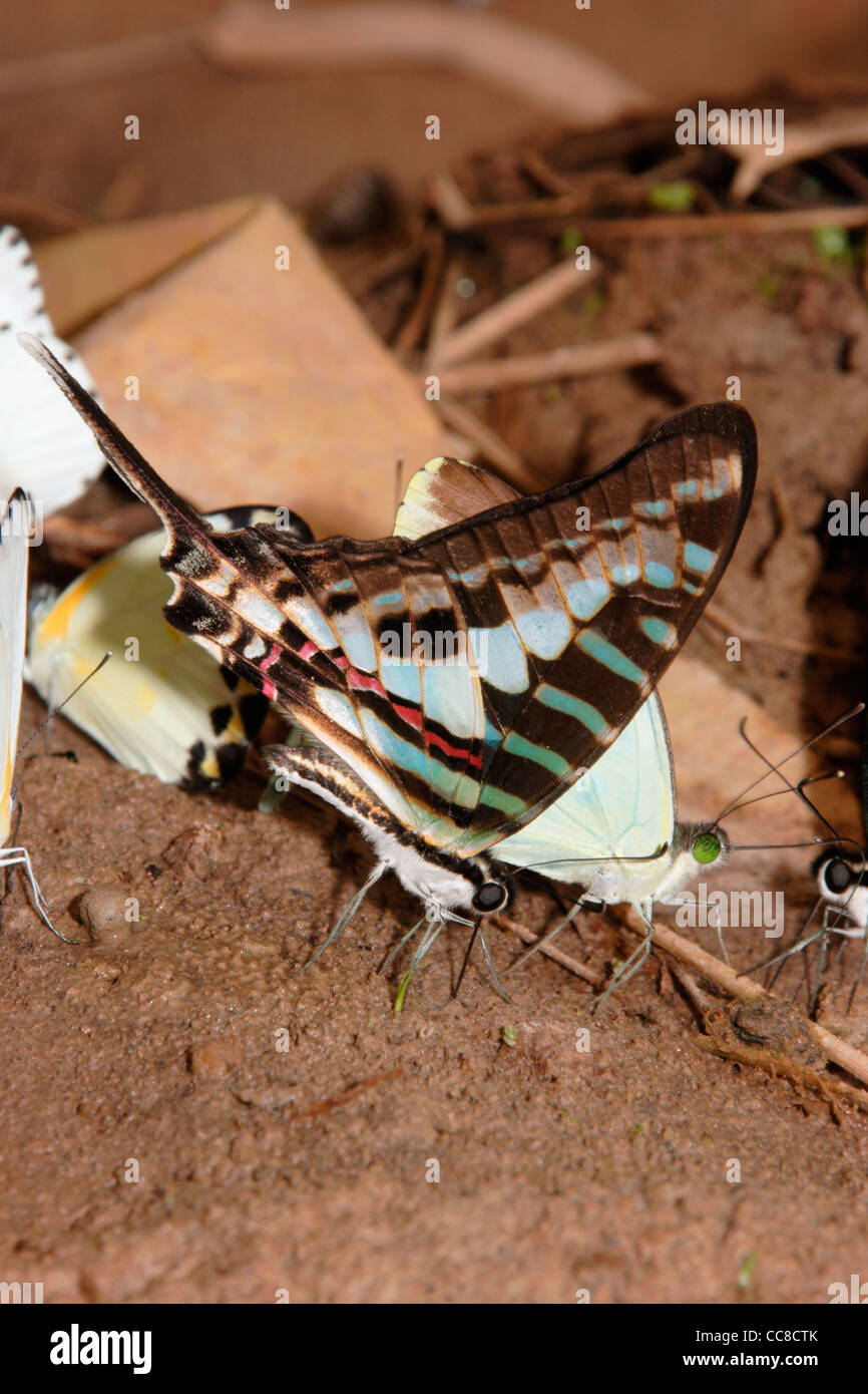 Small striped swordtail butterfly (Graphium policenes : Papilionidae ...