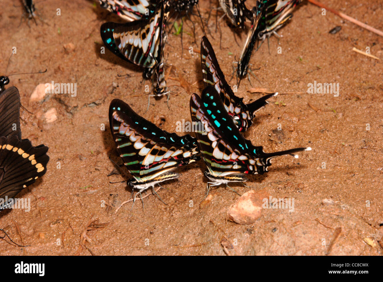 Small striped swordtail butterflies (Graphium policenes : Papilionidae ...