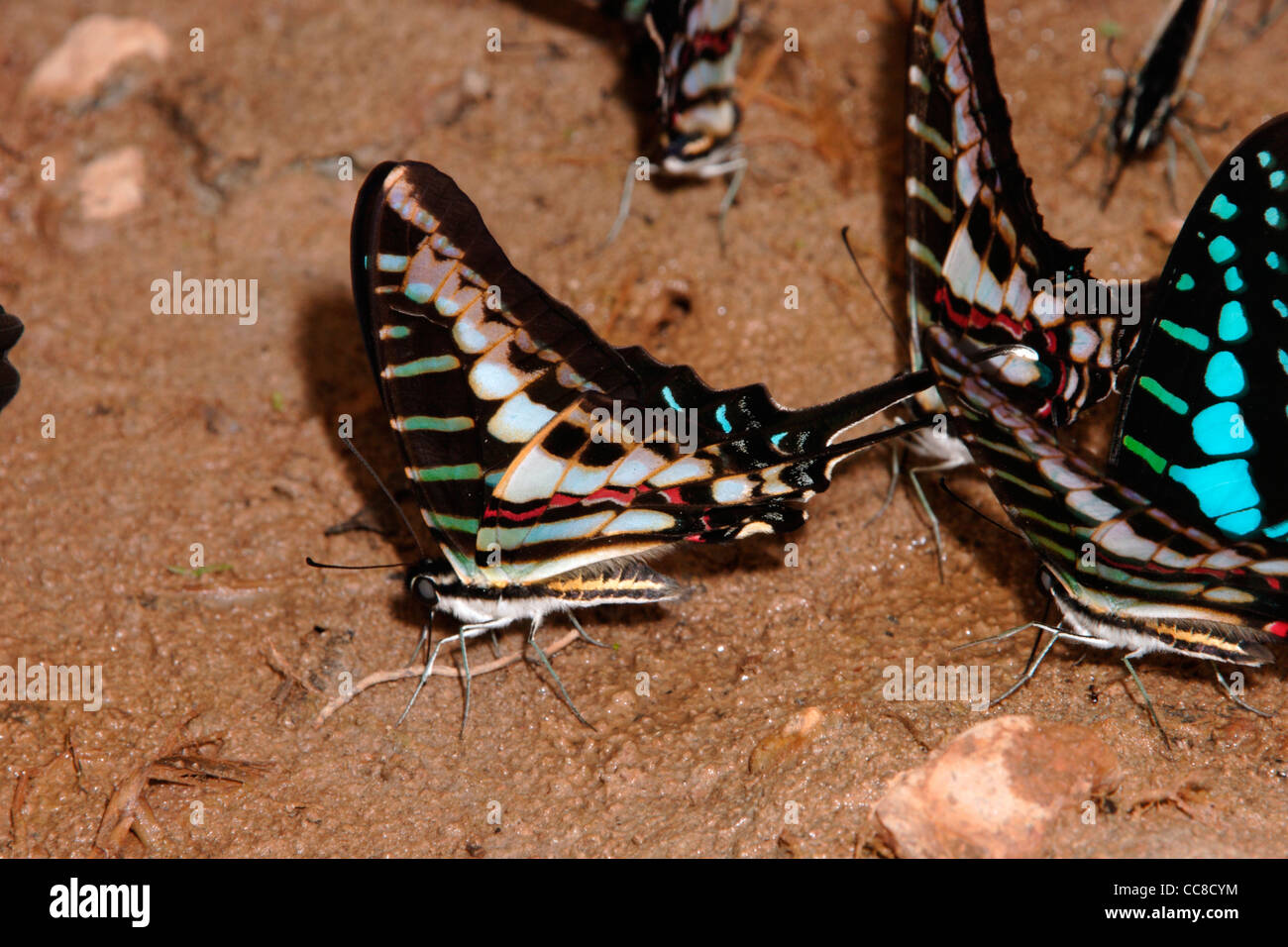Small striped swordtail butterfly (Graphium policenes : Papilionidae ...