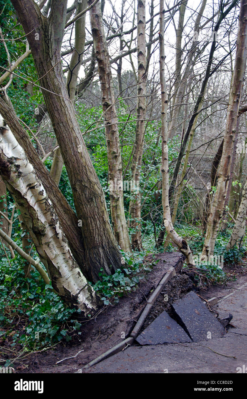 Storm damage to a tree in Central Edinburgh, Scotland Stock Photo - Alamy