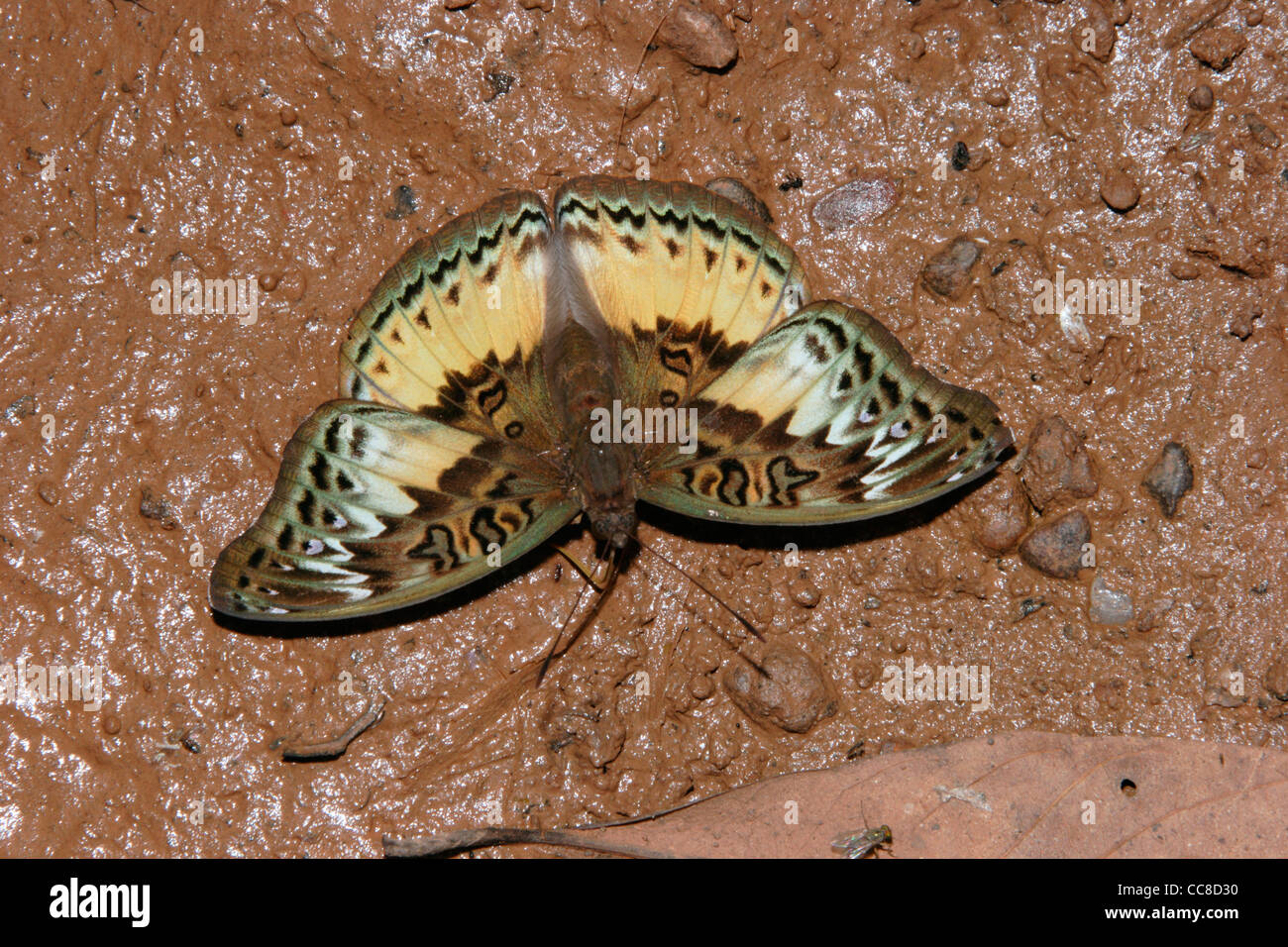 Euryphura chalcis hi-res stock photography and images - Alamy