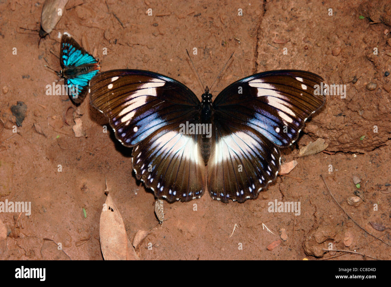 Blue diadem butterfly (Hypolimnas salmacis : Nymphalidae), female ...