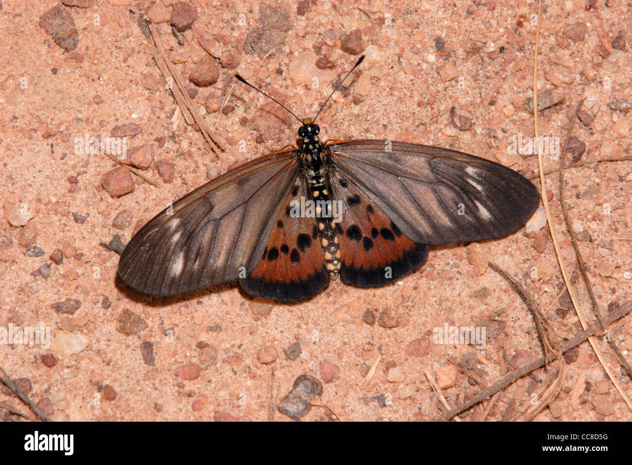 Parrhasia hi-res stock photography and images - Alamy