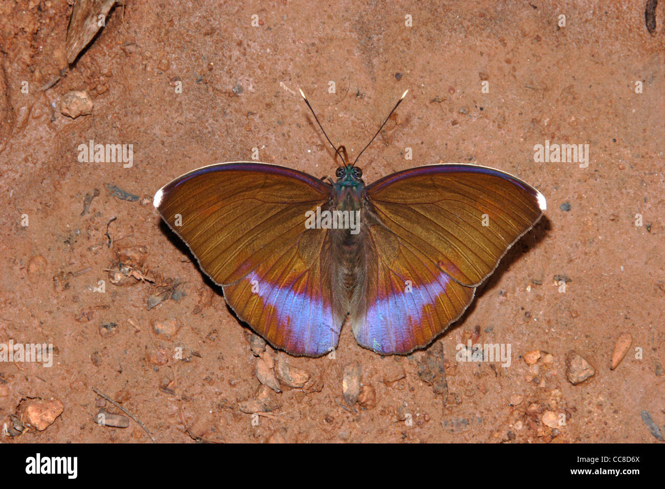 Euphaedra hi-res stock photography and images - Alamy