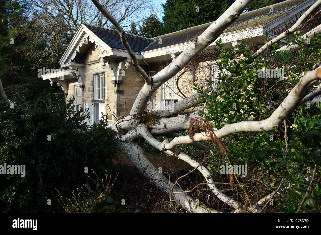 Storm damage to a tree in the Royal Botanic Gardens in Edinburgh ...
