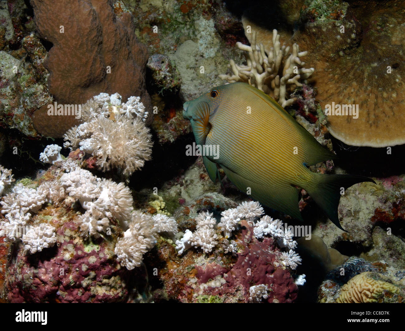 wildlife in the red sea Stock Photo - Alamy
