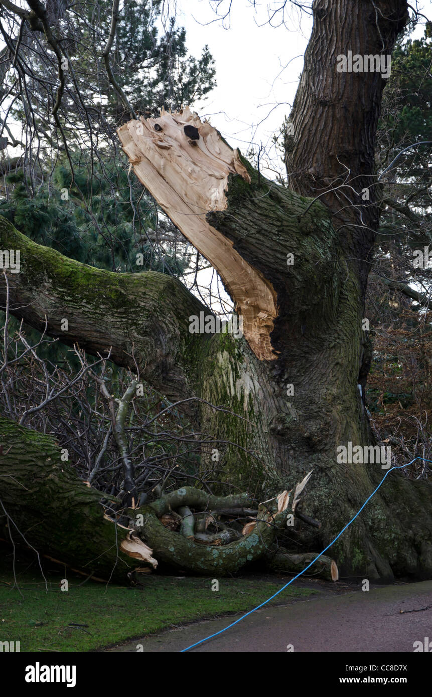 Storm damage to a tree in the Royal Botanic Gardens in Edinburgh ...