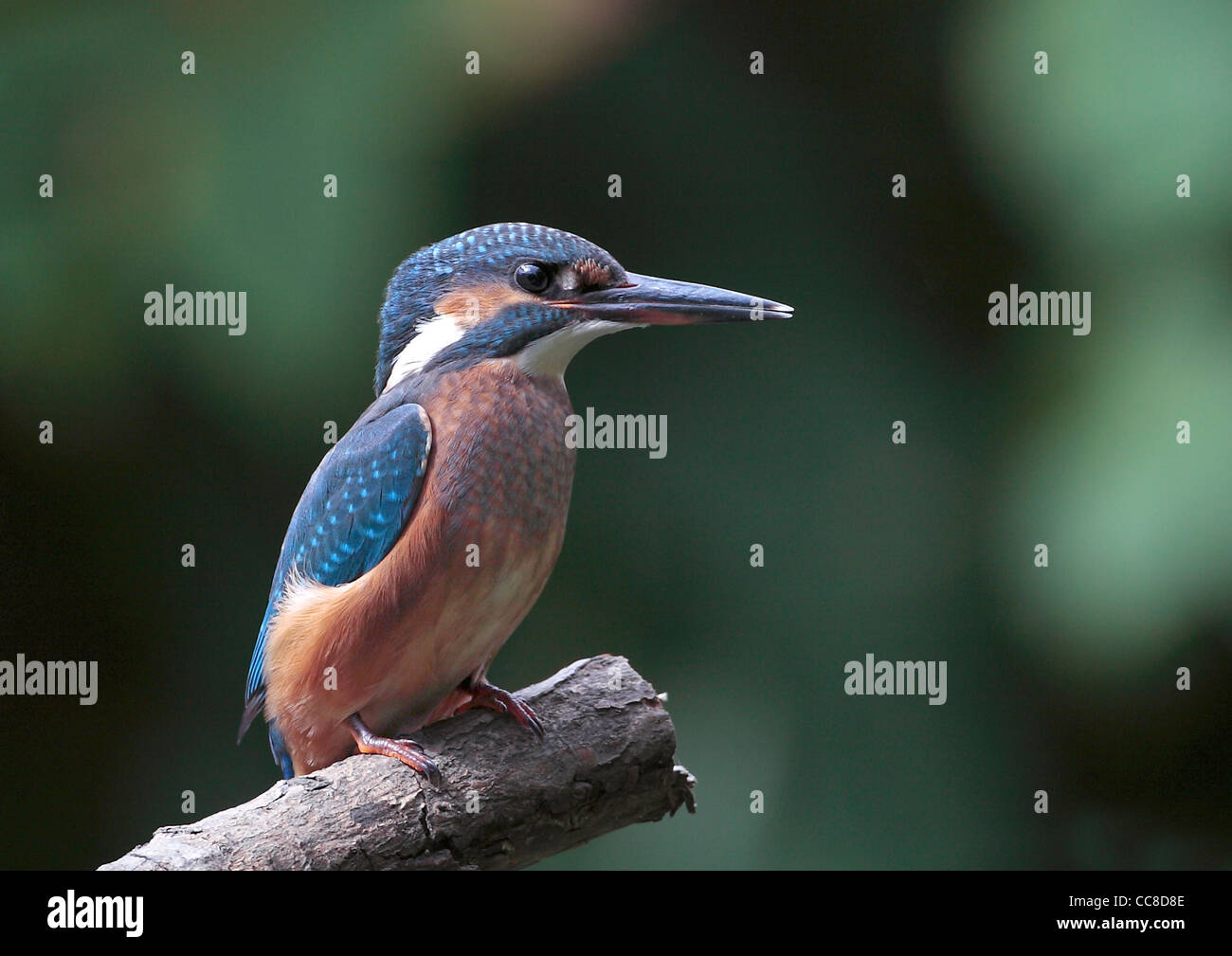 Kingfisher sitting on a branch hi-res stock photography and images - Alamy
