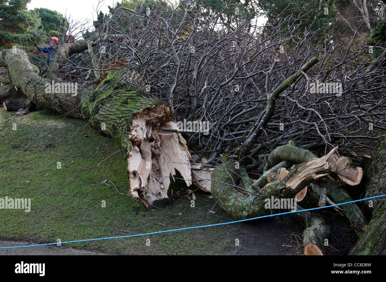 Storm damage to a tree in the Royal Botanic Gardens in Edinburgh ...