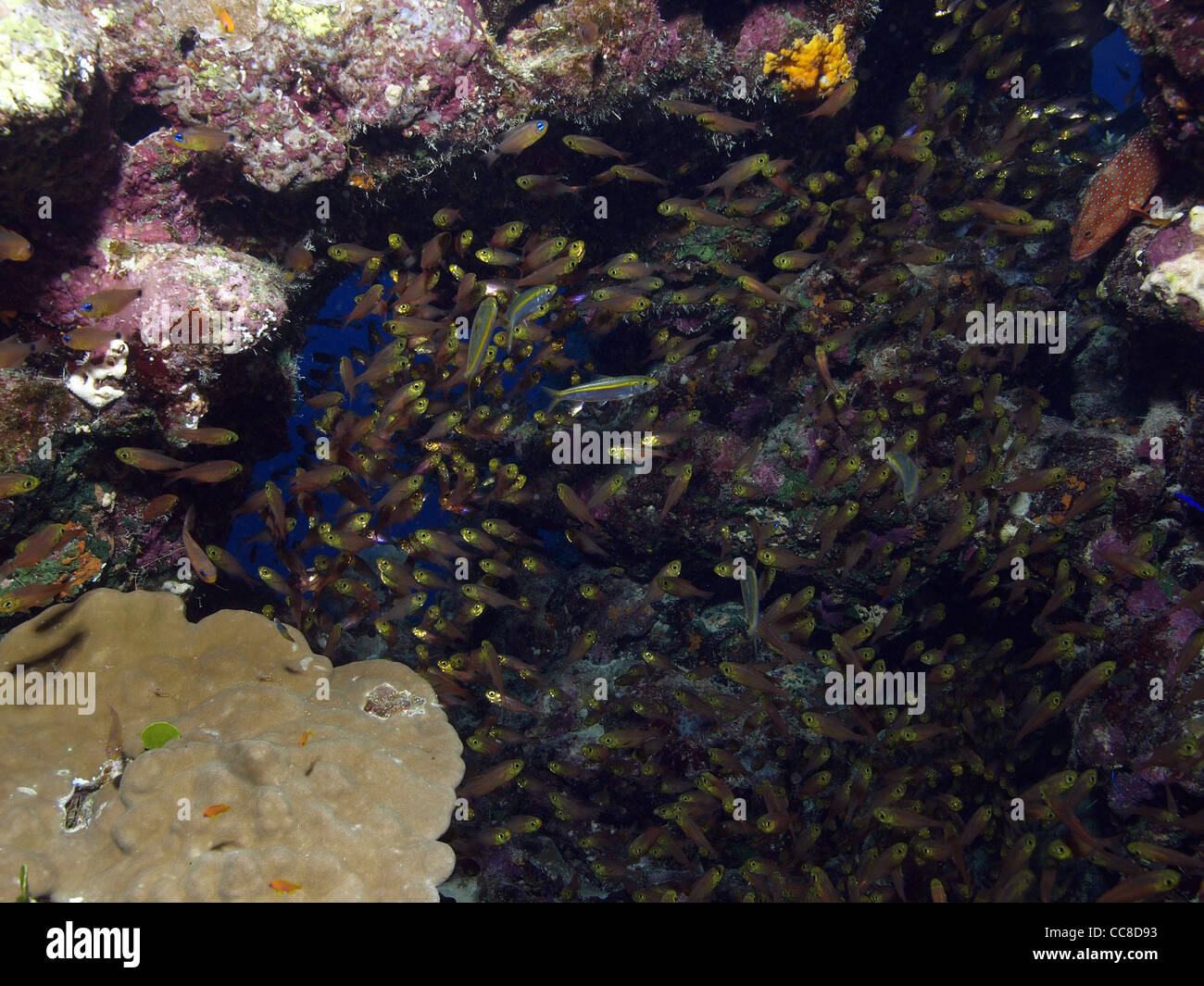 school of glass fish in the red sea Stock Photo - Alamy