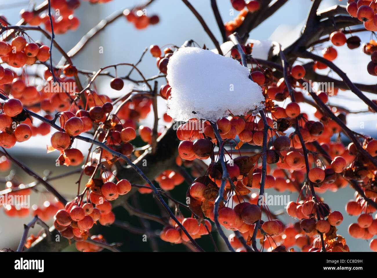 red berries with snow Stock Photo - Alamy