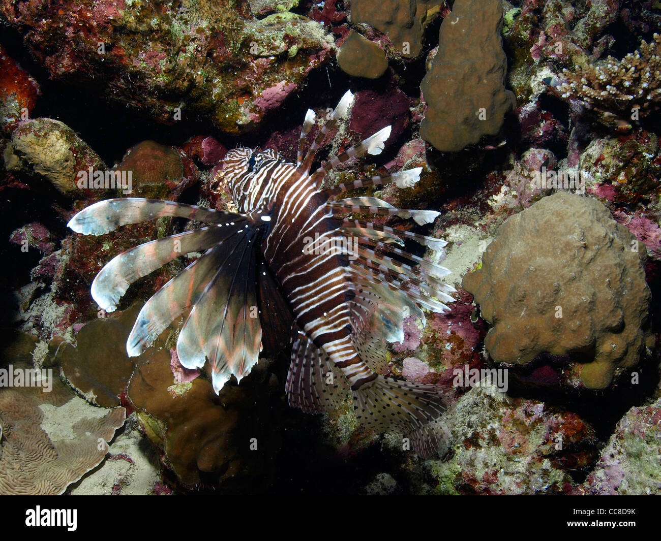 lion fish in the Red Sea Stock Photo - Alamy