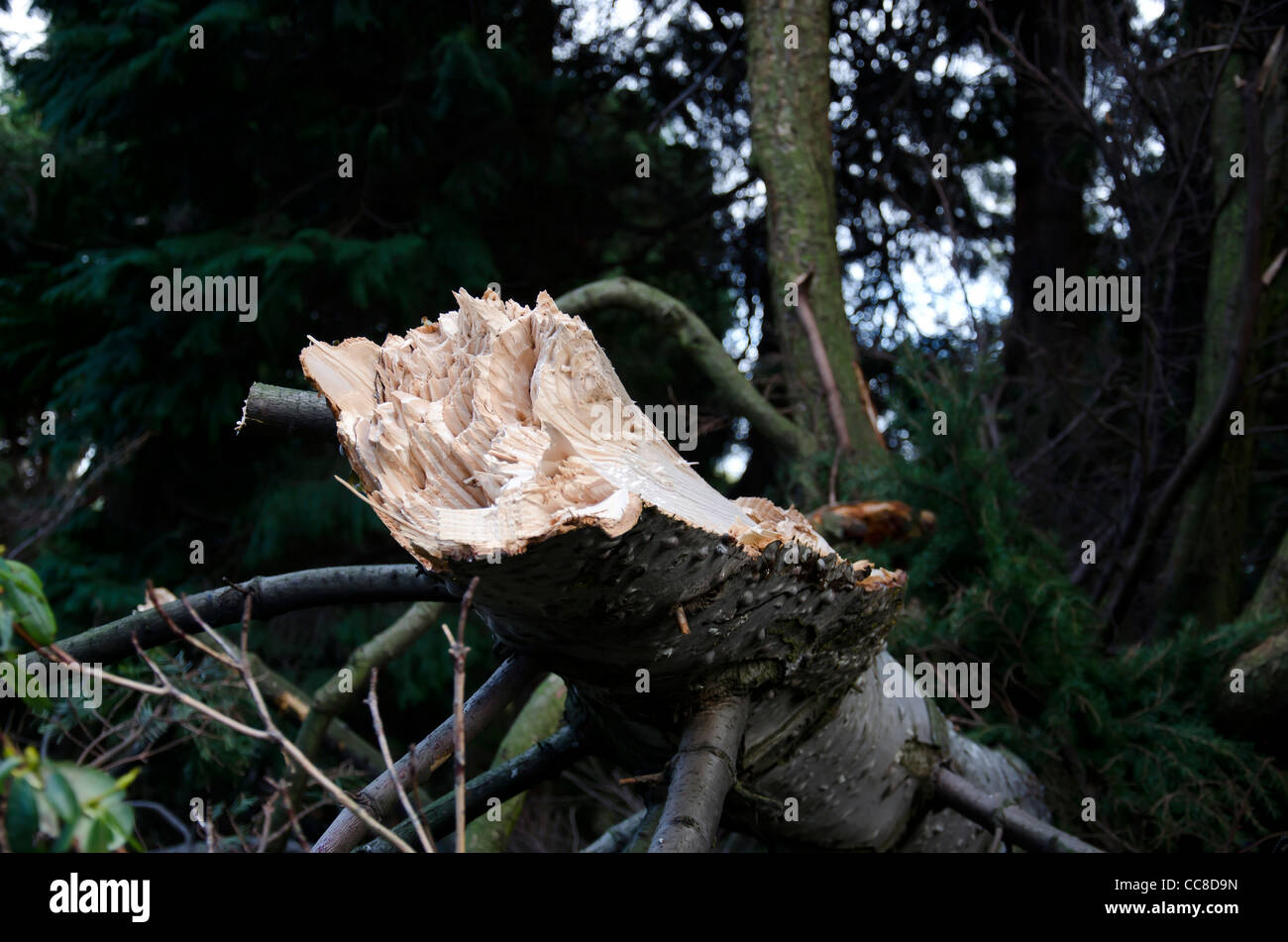 Storm damage to a tree in the Royal Botanic Gardens in Edinburgh ...