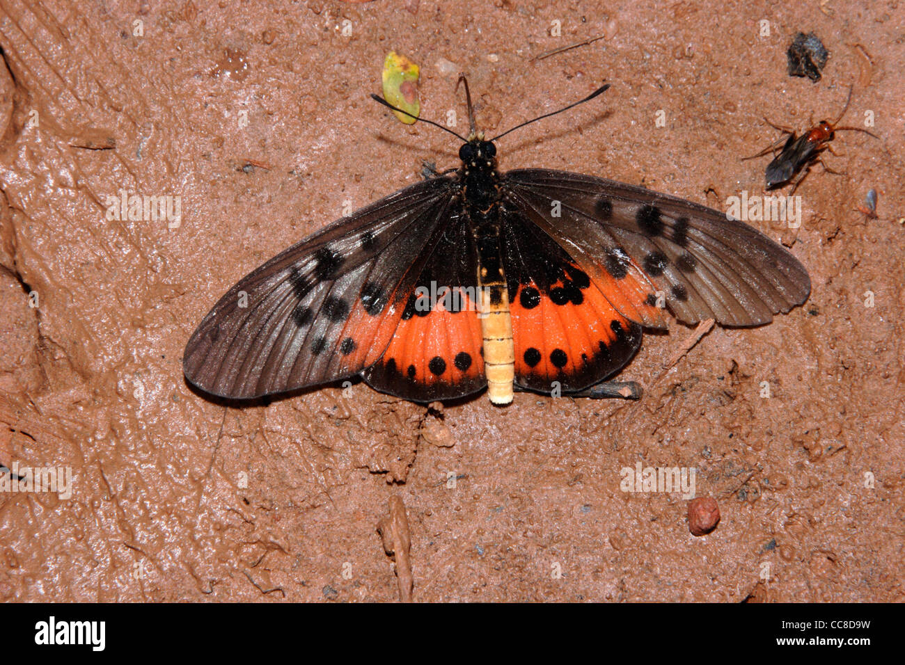 Elegant acraea butterfly (Acraea egina : Acraeidae) male puddling in ...