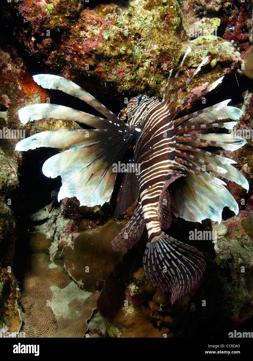 Lion fish in red sea hi-res stock photography and images - Alamy
