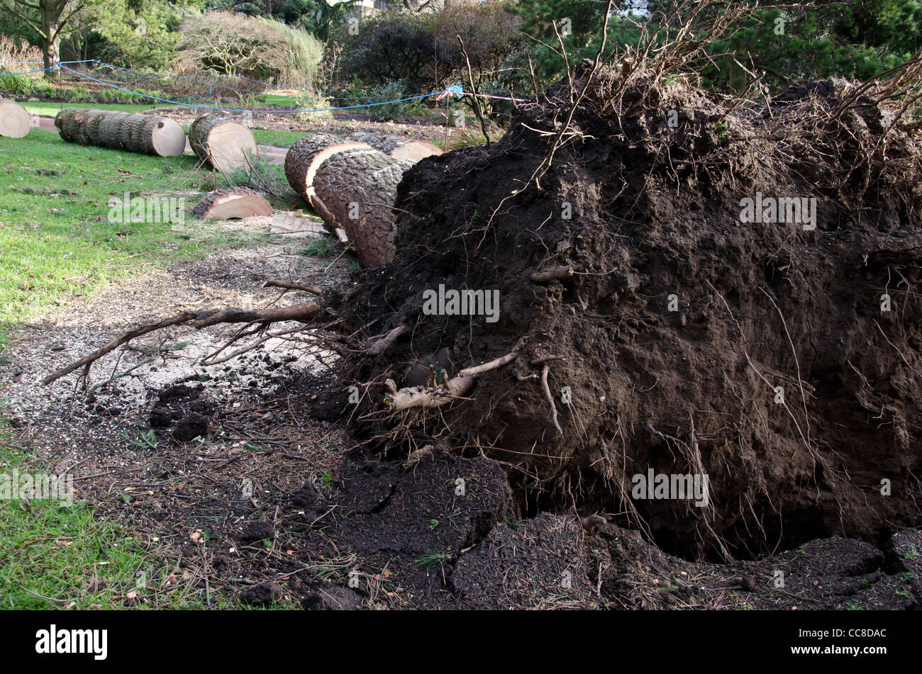 Storm damage to a tree in the Royal Botanic Gardens in Edinburgh ...