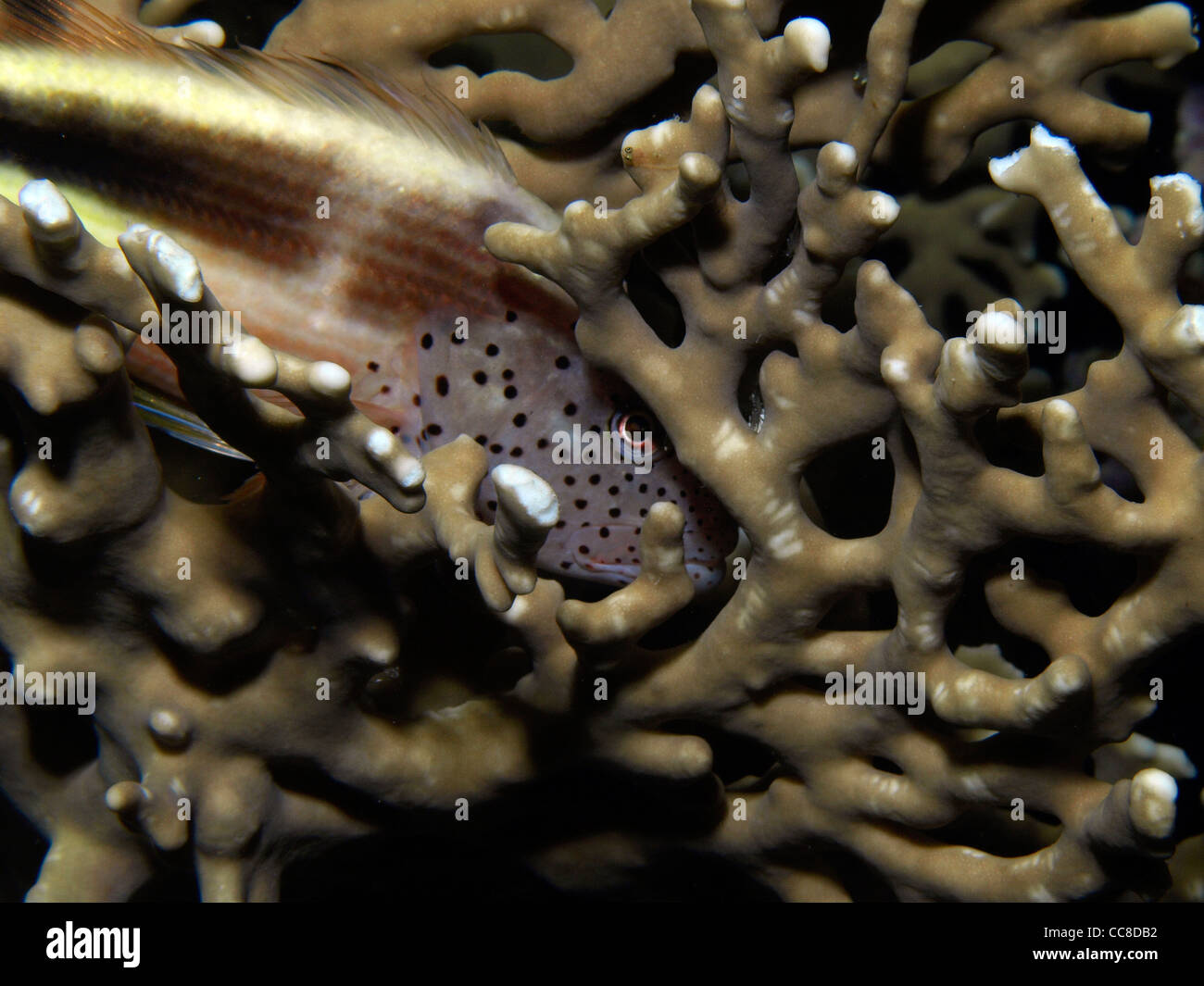 hawk fish in the red sea Stock Photo - Alamy