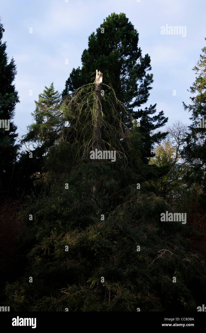 Storm damage to a tree in the Royal Botanic Gardens in Edinburgh ...