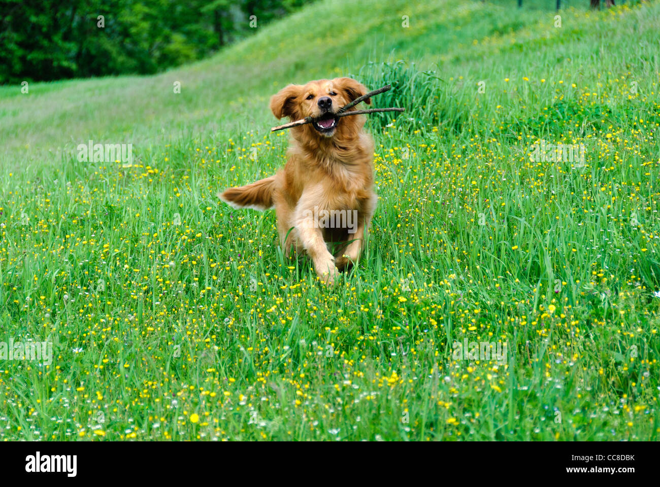 golden retriever running with stick in mouth Stock Photo - Alamy