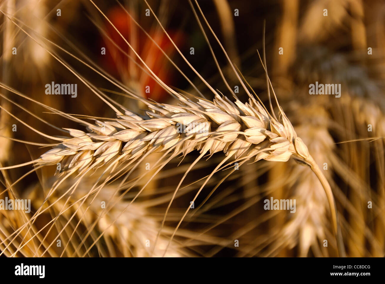 Corn spike hi-res stock photography and images - Alamy