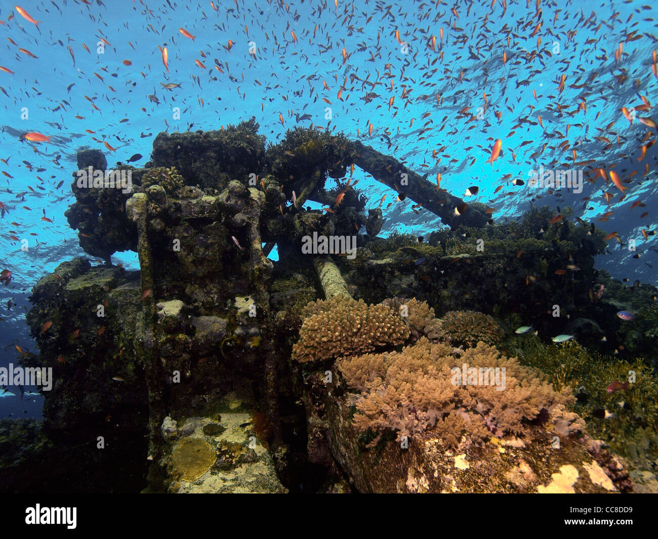 wreck in the red sea Stock Photo - Alamy