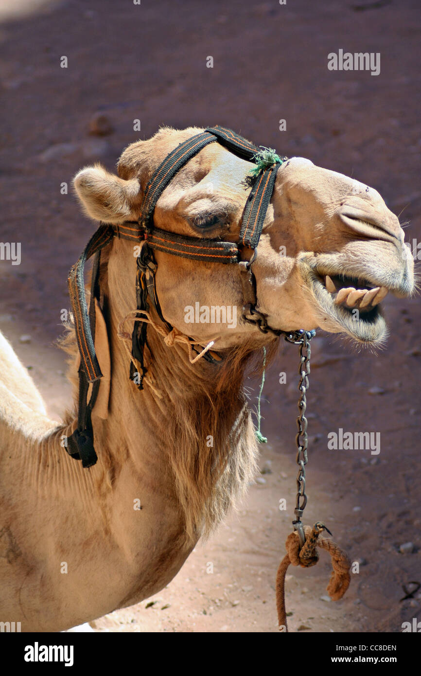 Camel teeth hi-res stock photography and images - Alamy