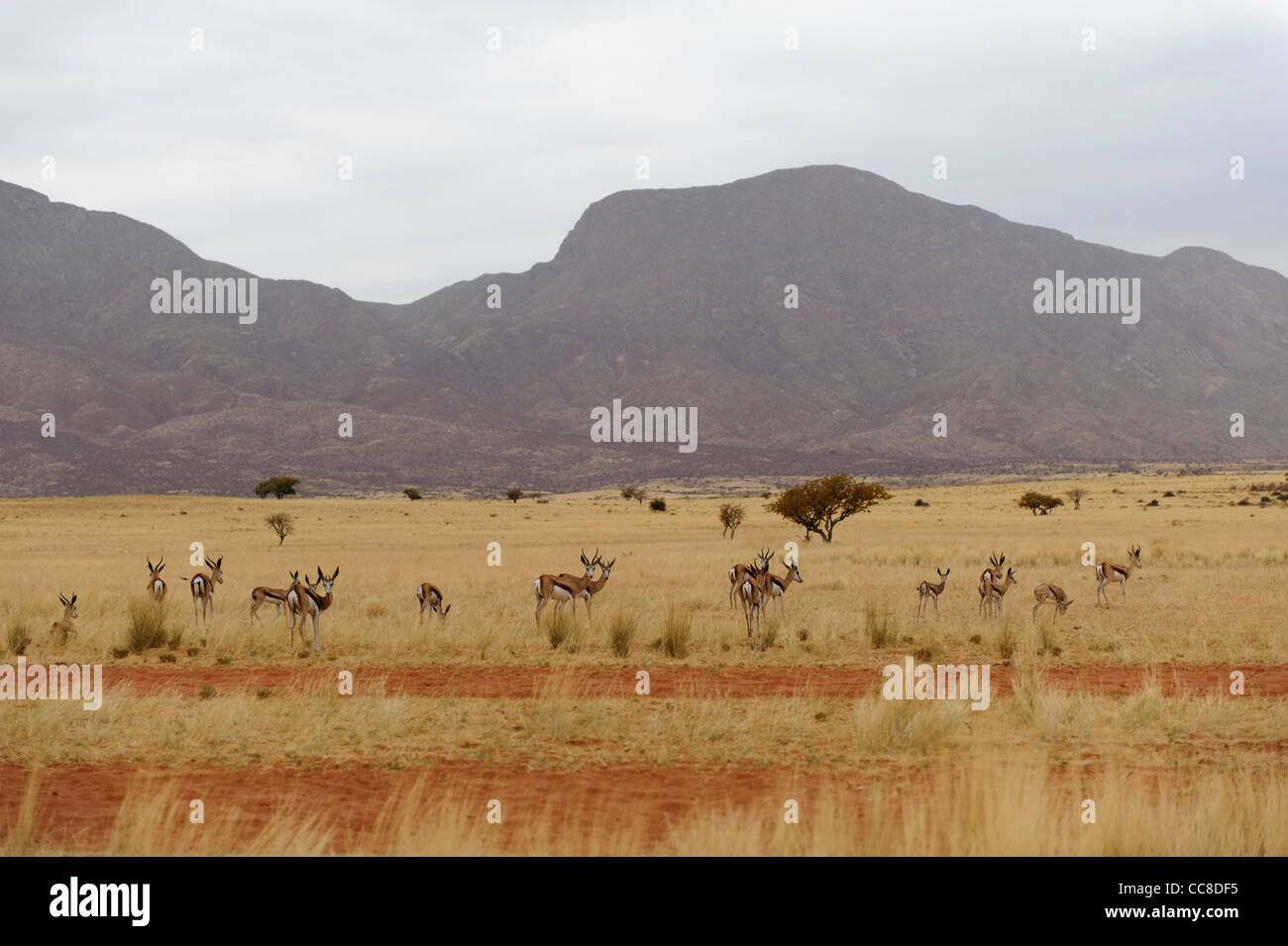 Herd of springbok (Antidorcas marsupialis) in the valley of Marienfluss ...