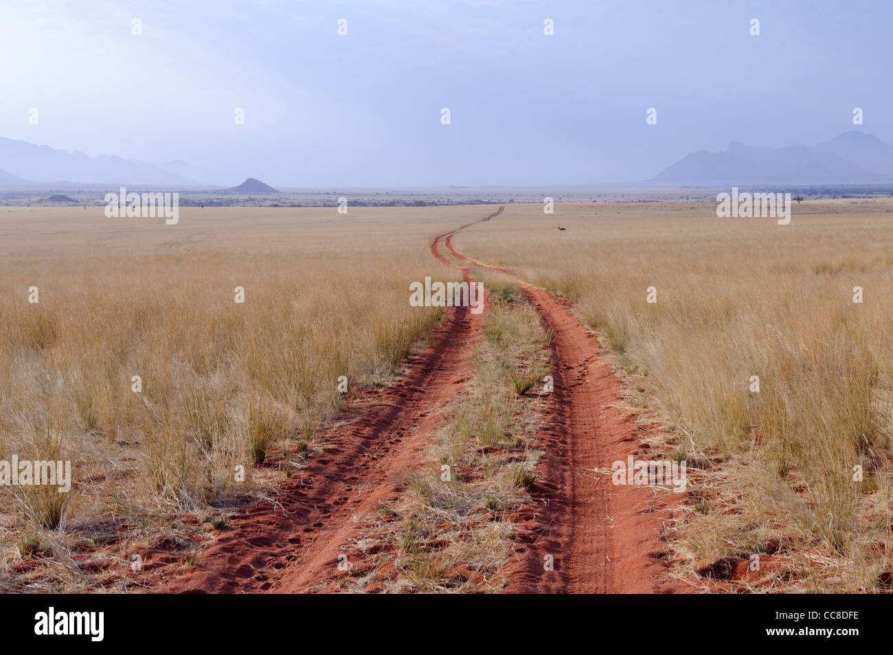 Winding car tracks in the red sand of Marienfluss with springbok ready ...