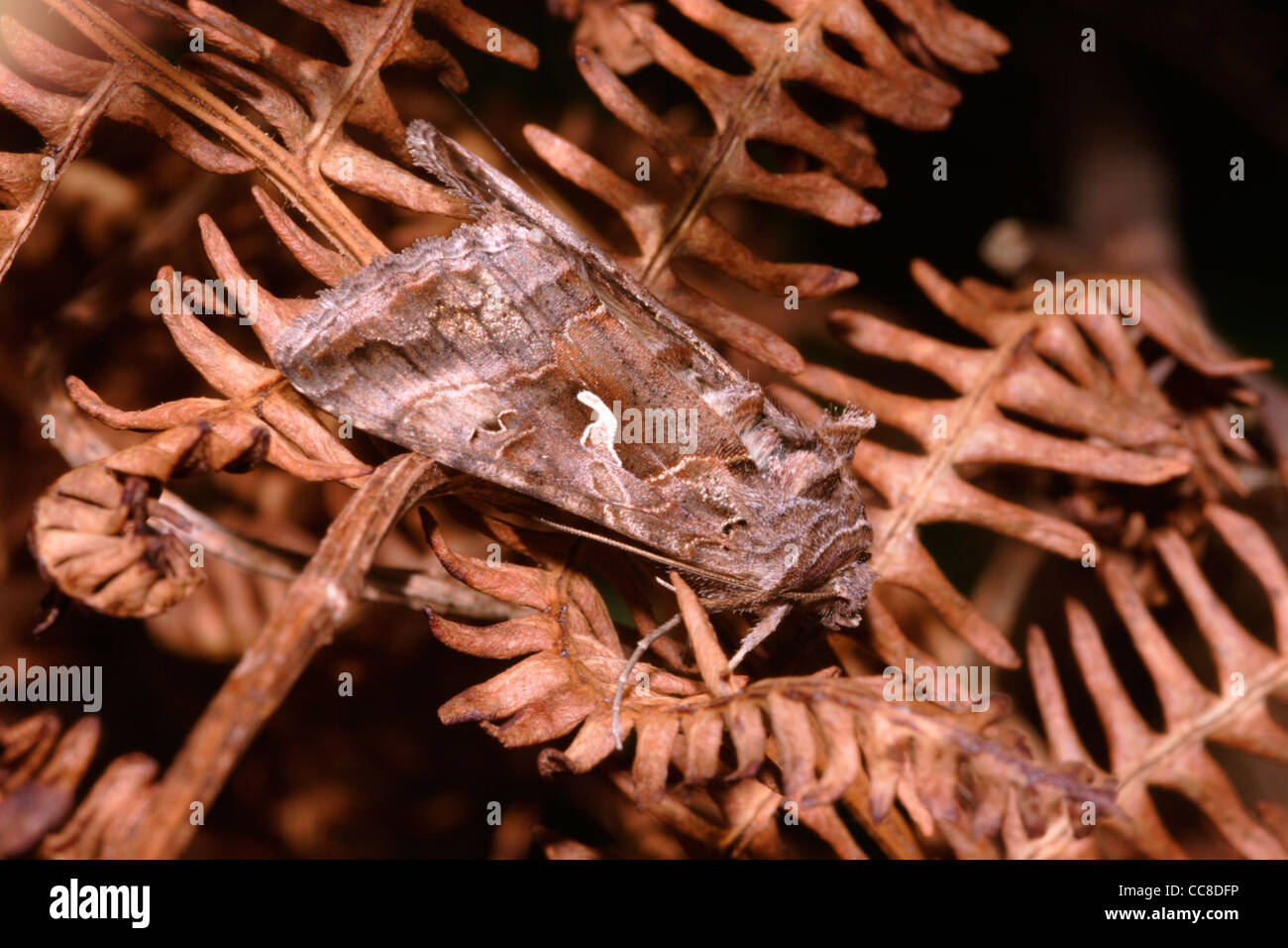 Silver Y moth (Autographa gamma : Noctuidae) at rest on dead bracken ...