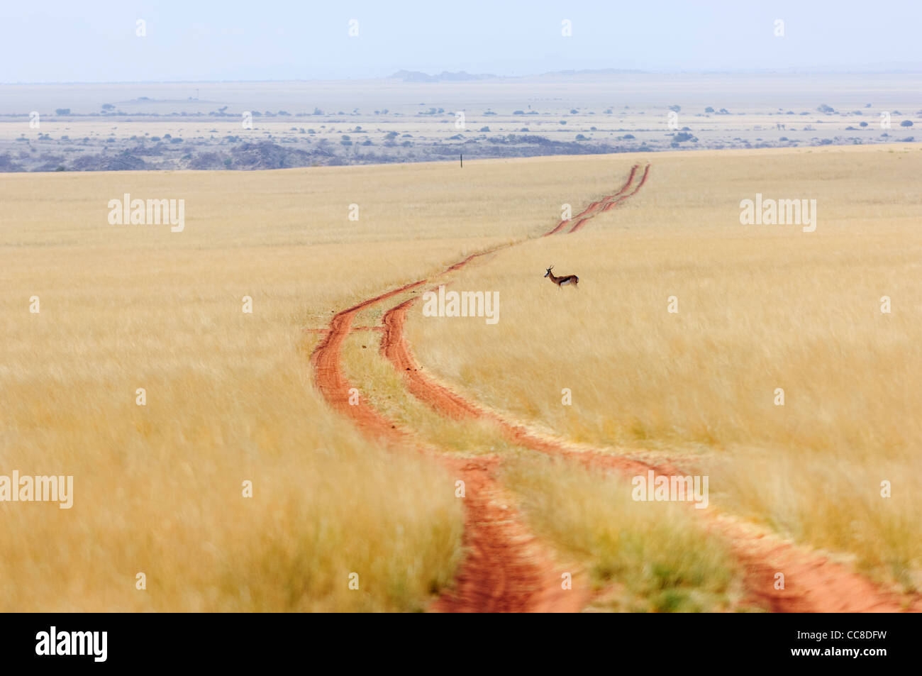 Springbok tracks hi-res stock photography and images - Alamy