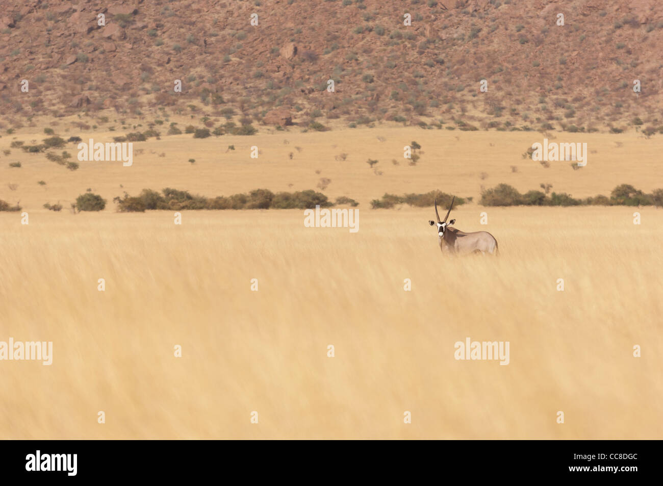 A gemsbok (Oryx gazella) on the yellow grassy plain of Marienfluss ...