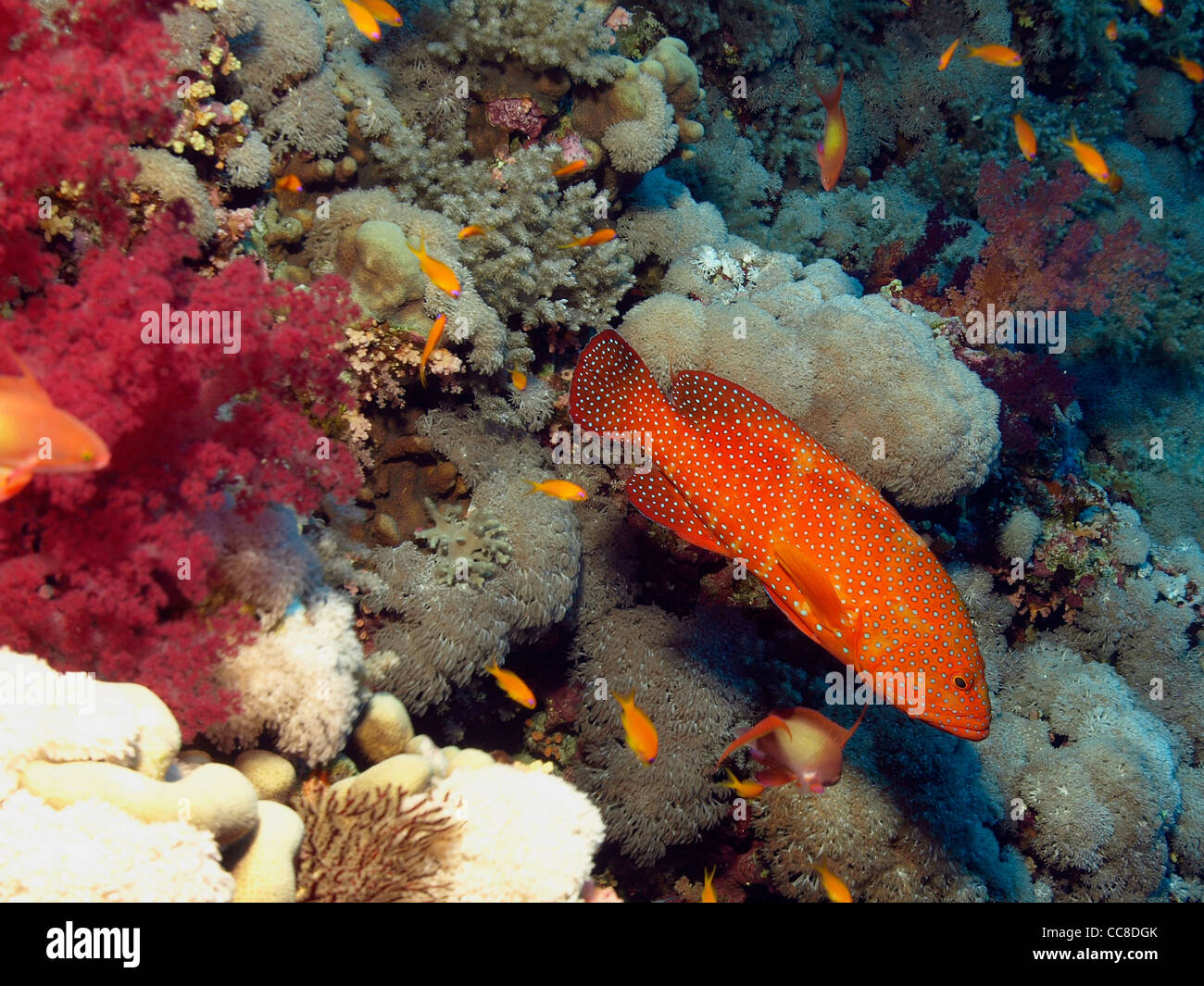 wildlife in the red sea Stock Photo - Alamy