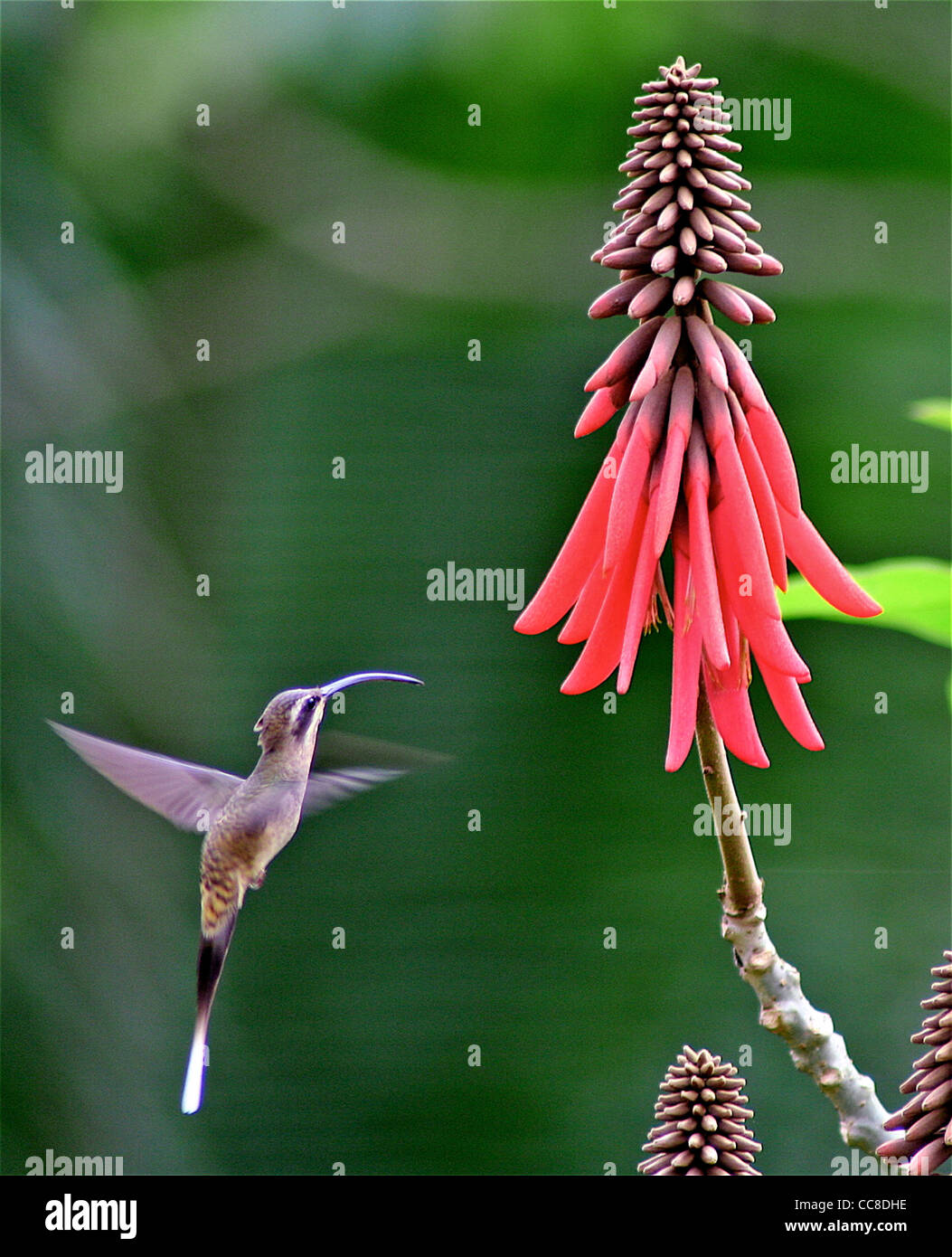 Hummingbird feeding 3 Stock Photo - Alamy