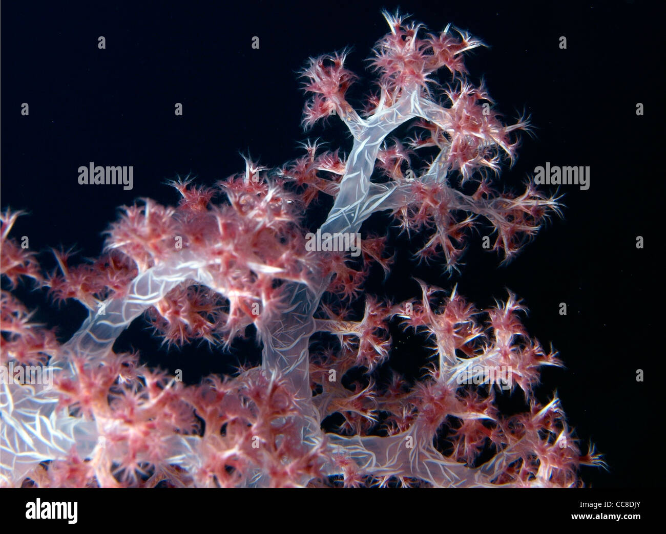 soft coral in the coral reef of the Red Sea Stock Photo - Alamy