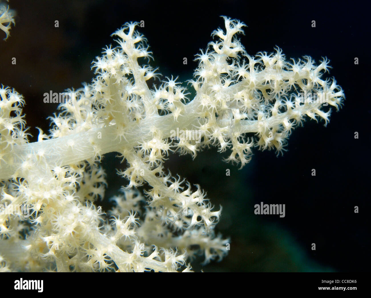 soft coral in the coral reef of the Red Sea Stock Photo - Alamy