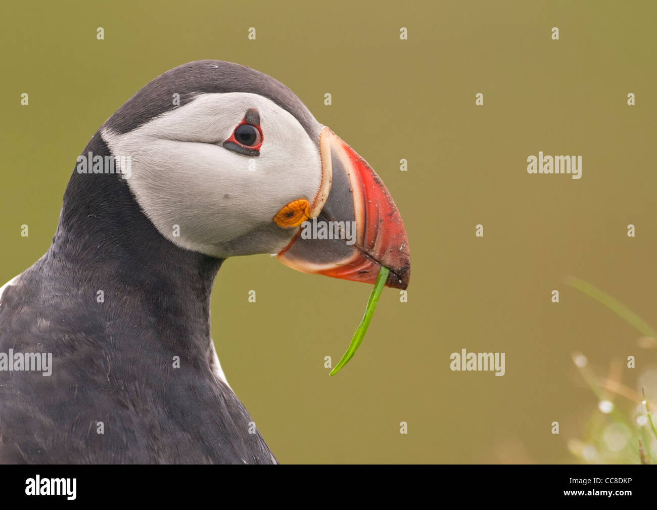 Puffin close up of head with grass in beak Stock Photo - Alamy