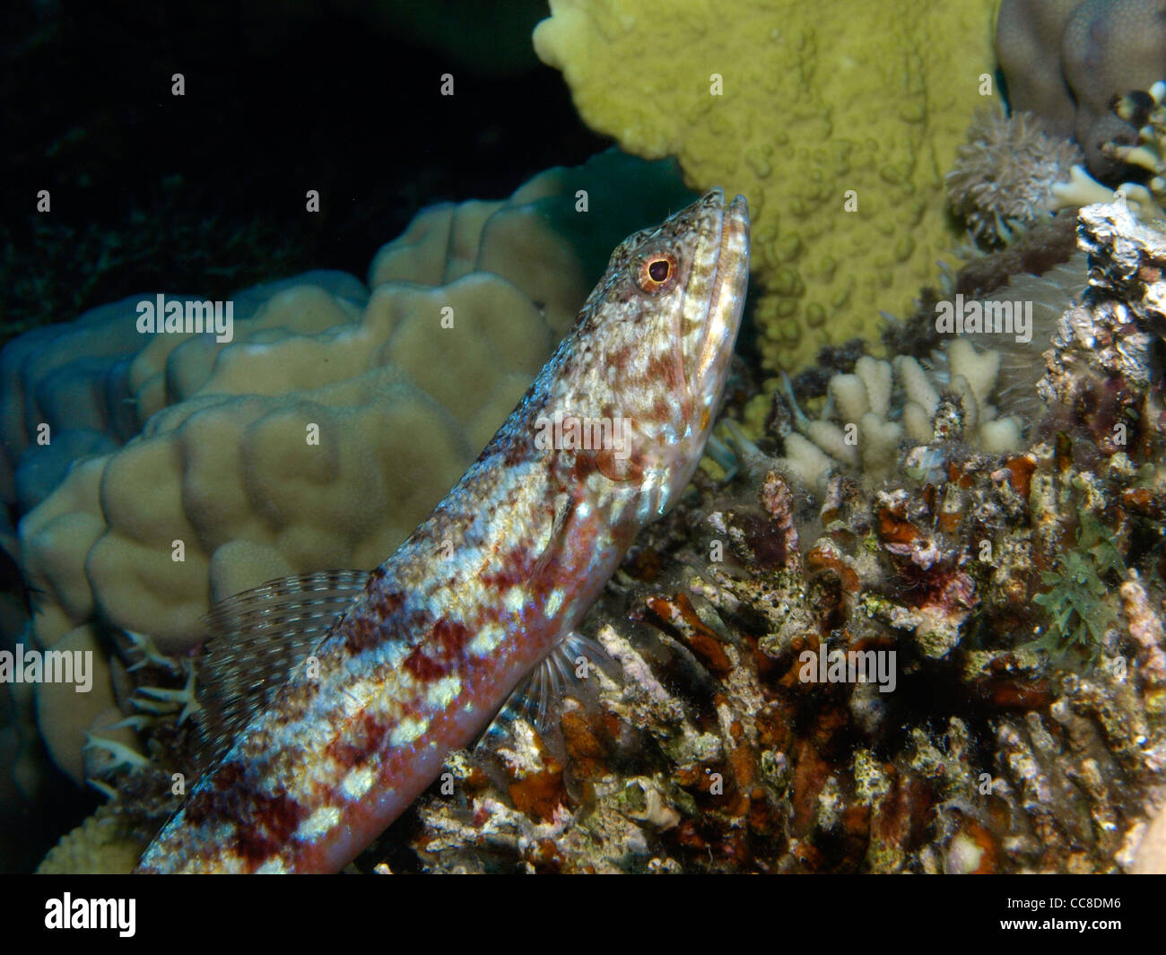 lizard fish in the red sea Stock Photo - Alamy