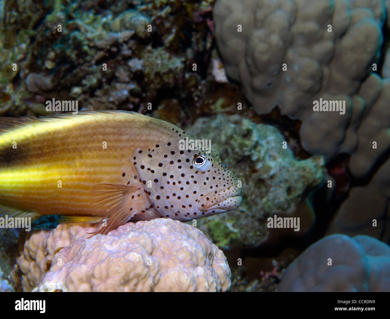 hawk fish in the red sea Stock Photo - Alamy