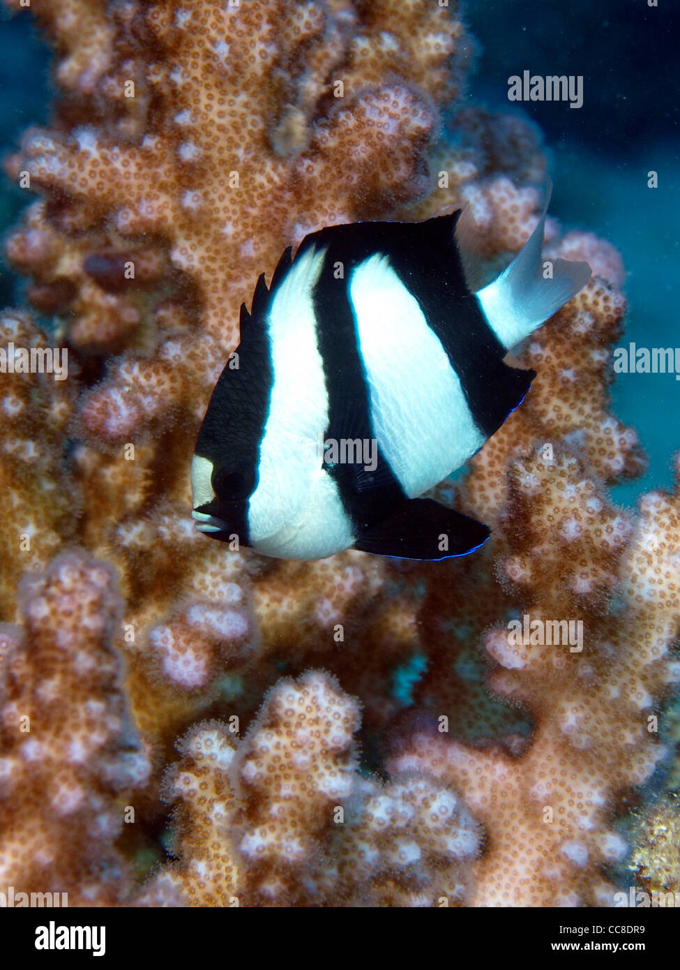wildlife in the red sea Stock Photo - Alamy