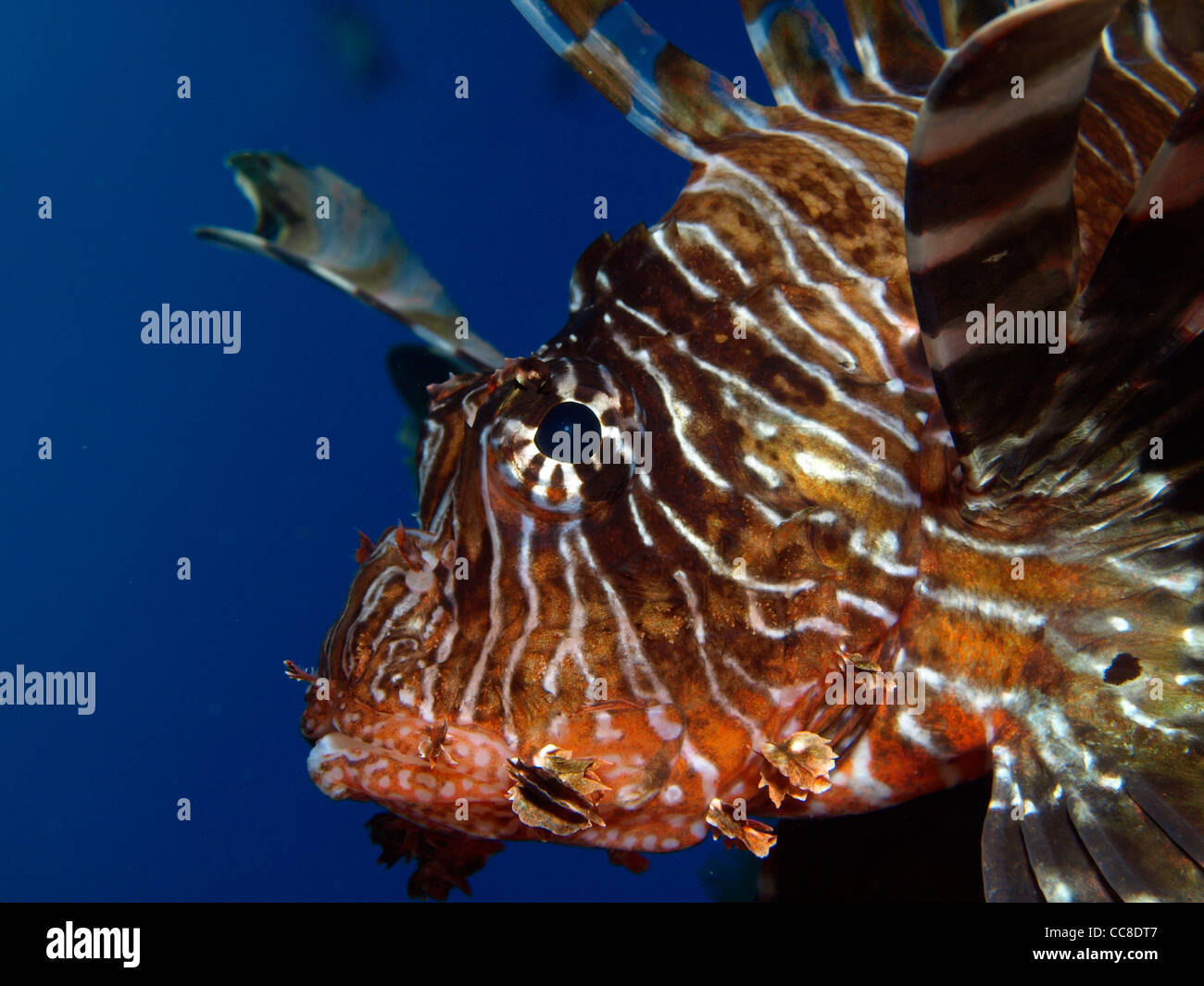 Lion fish hi-res stock photography and images - Alamy