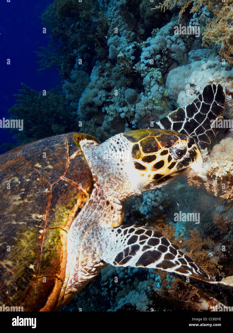 Turtle diversity hi-res stock photography and images - Alamy