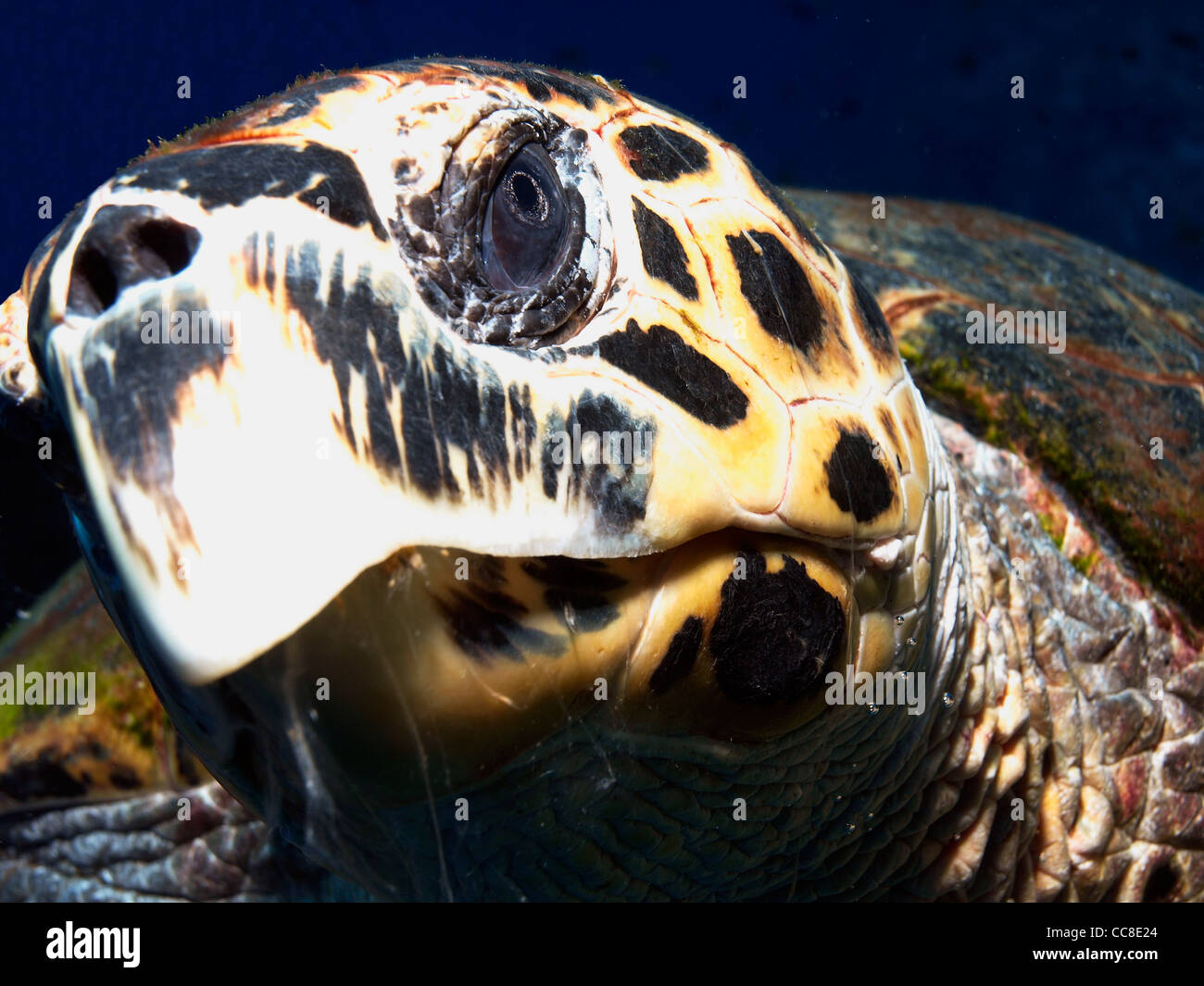 marine turtle in the red sea Stock Photo - Alamy