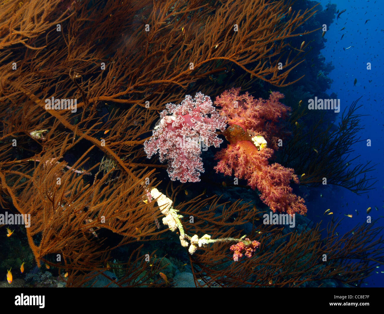 soft coral in the coral reef of the Red Sea Stock Photo - Alamy