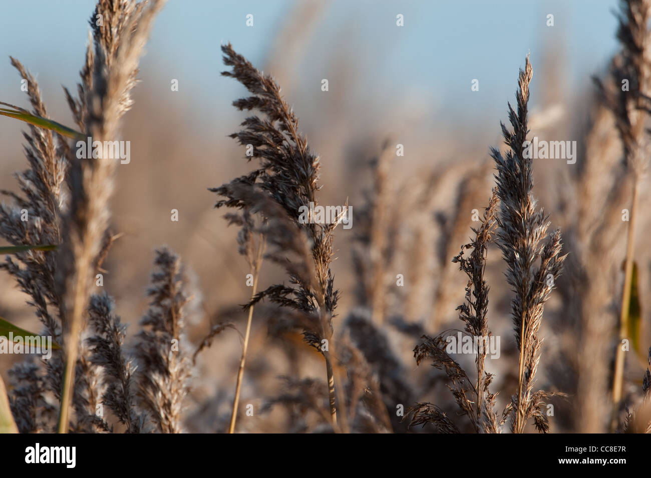 Whispering grasses hi-res stock photography and images - Alamy