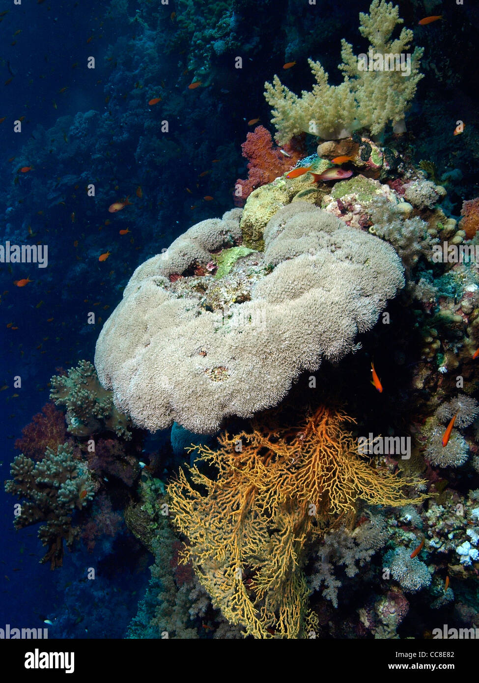 soft coral in the coral reef of the Red Sea Stock Photo - Alamy